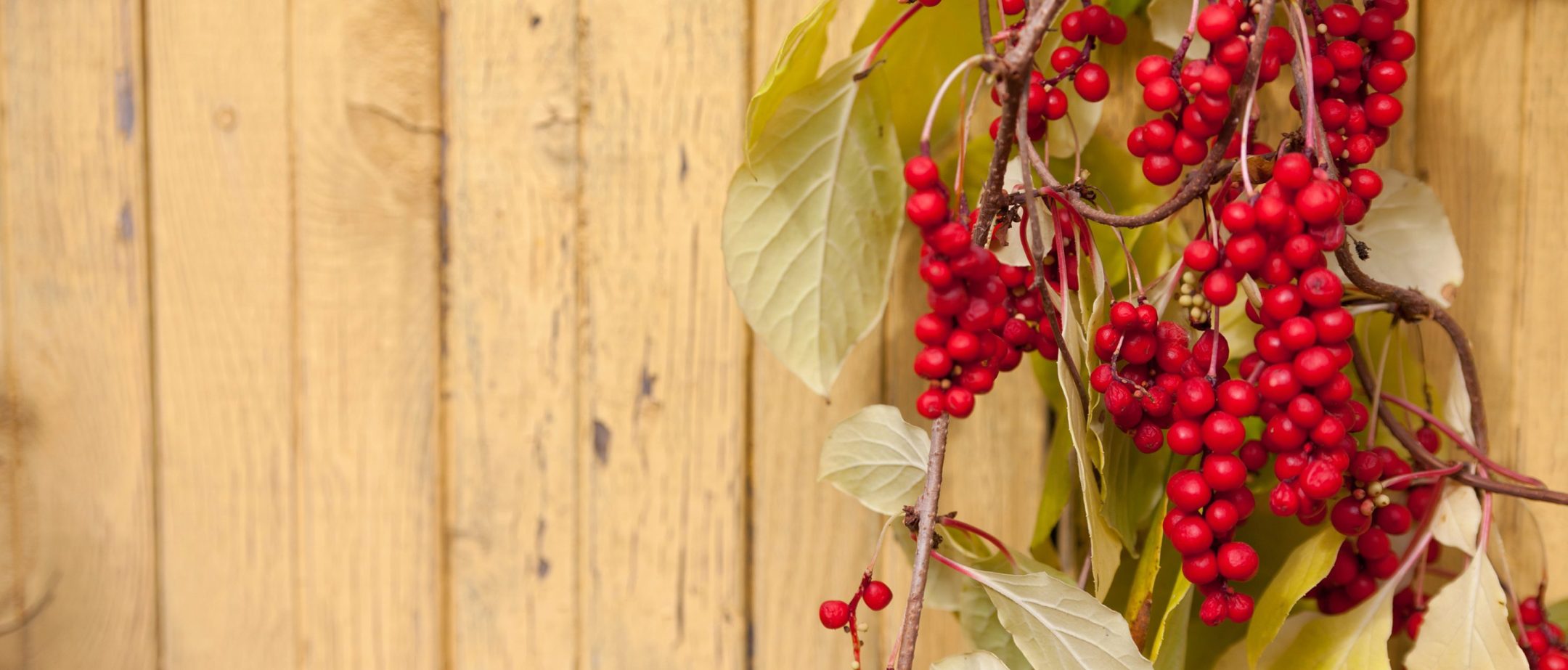 Schizandra Benefits: Snapshot