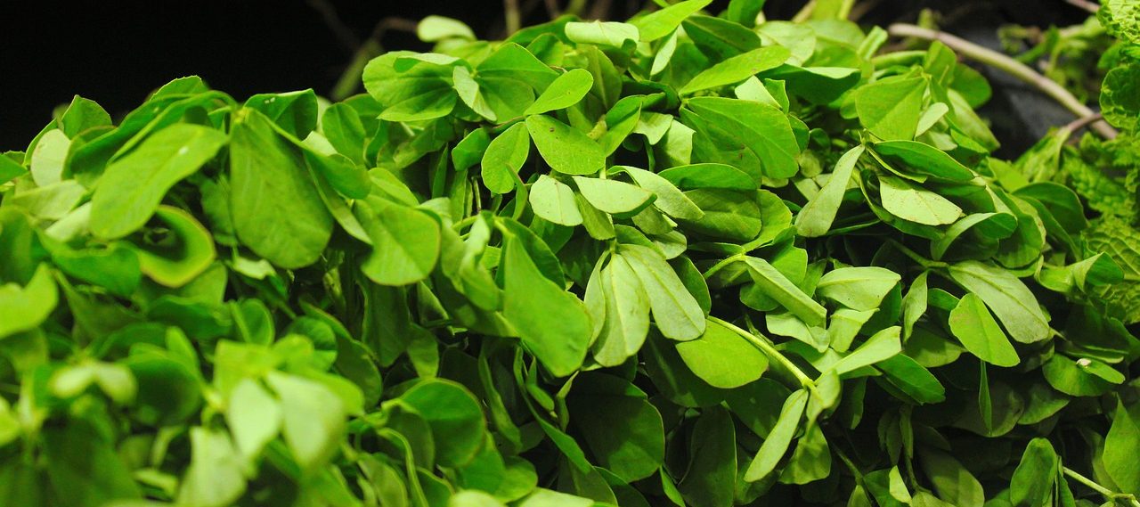 Fenugreek Benefits: Snapshot