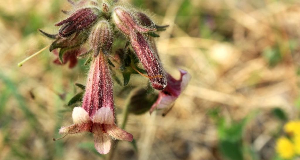 Rehmannia Benefits: Snapshot