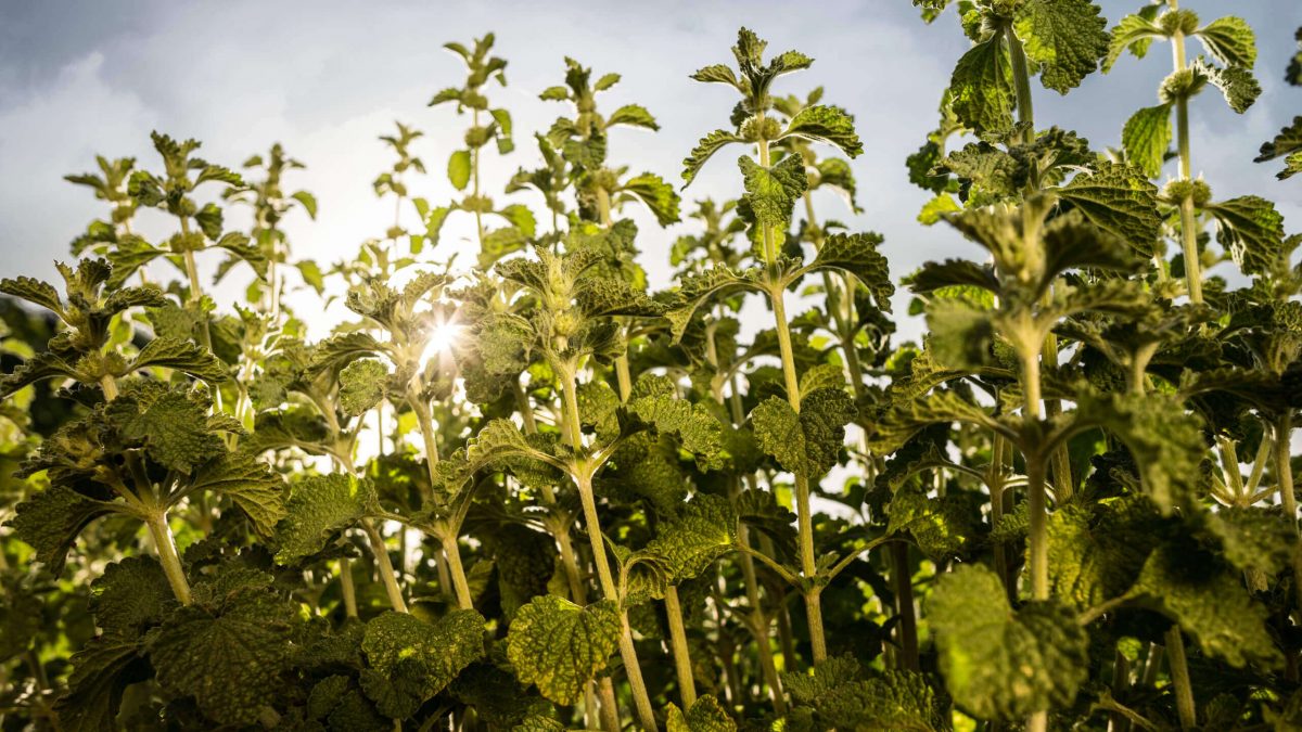 Horehound Benefits: Snapshot
