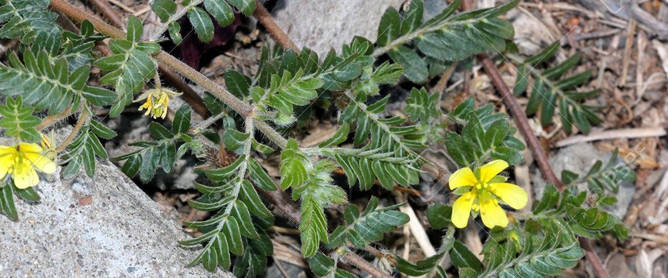 Tribulus Benefits: Snapshot