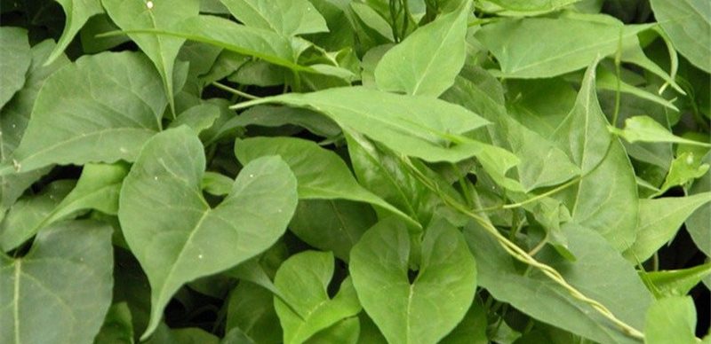 Fo-Ti Benefits: Snapshot