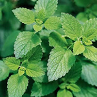 Lemon Balm Benefits: Snapshot